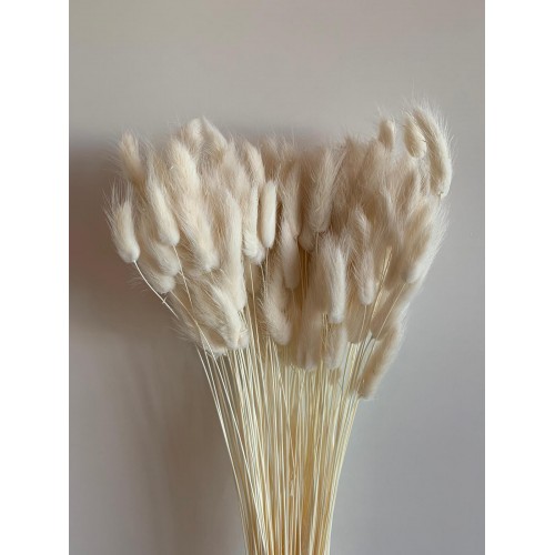 PRESERVED LAGURUS - BLEACHED, dried naturals, dried